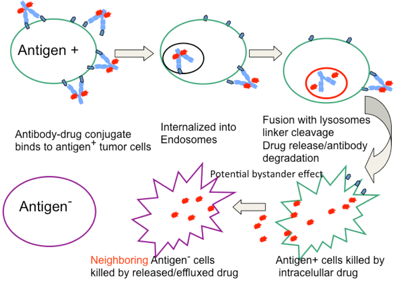Antibody Drug Conjugates - transcrip